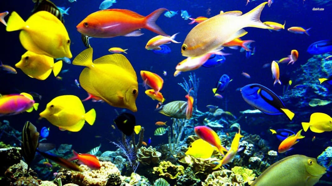 The History Of The Aquarium and Fish Keeping | Hankering for History
